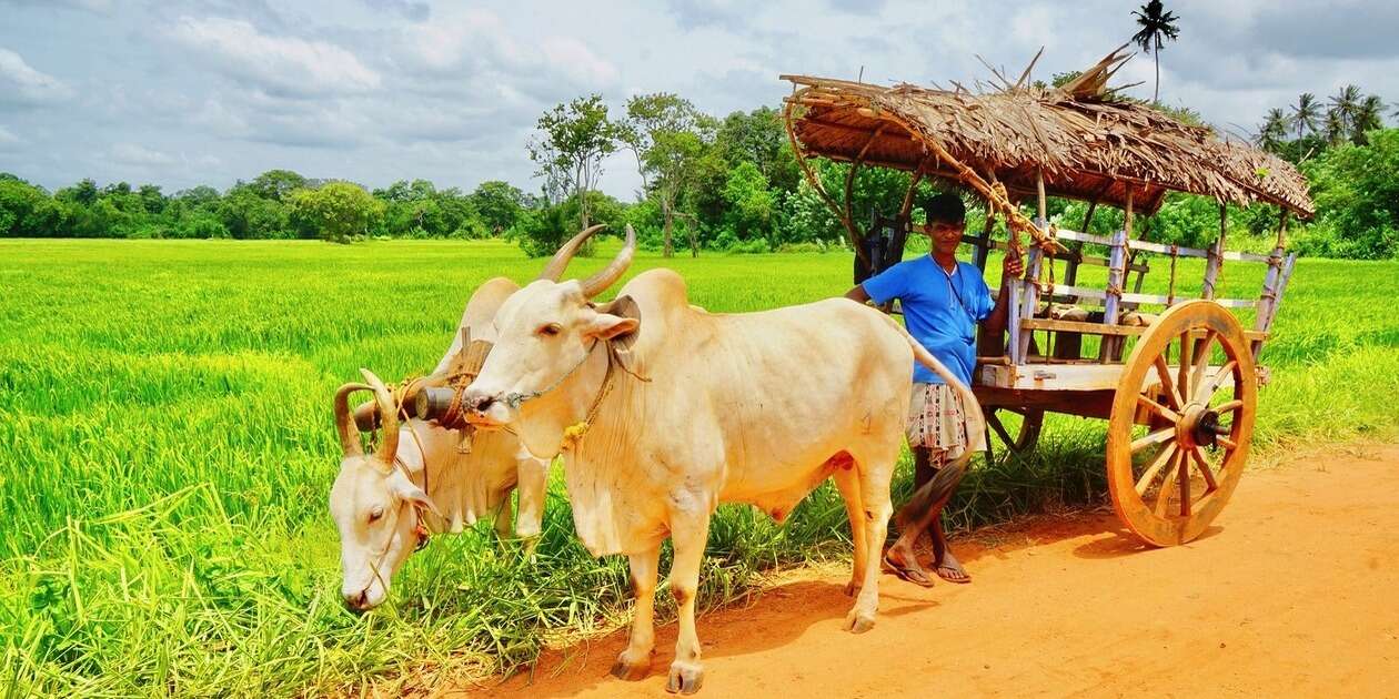 Traditional Village Tour Booking | Ample Tours